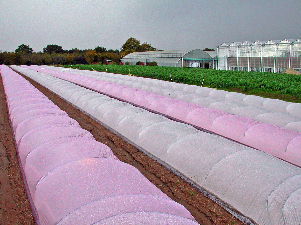 Cascade lighting Scientific publication - ISHS ACTA HORTICULTURAE ...
