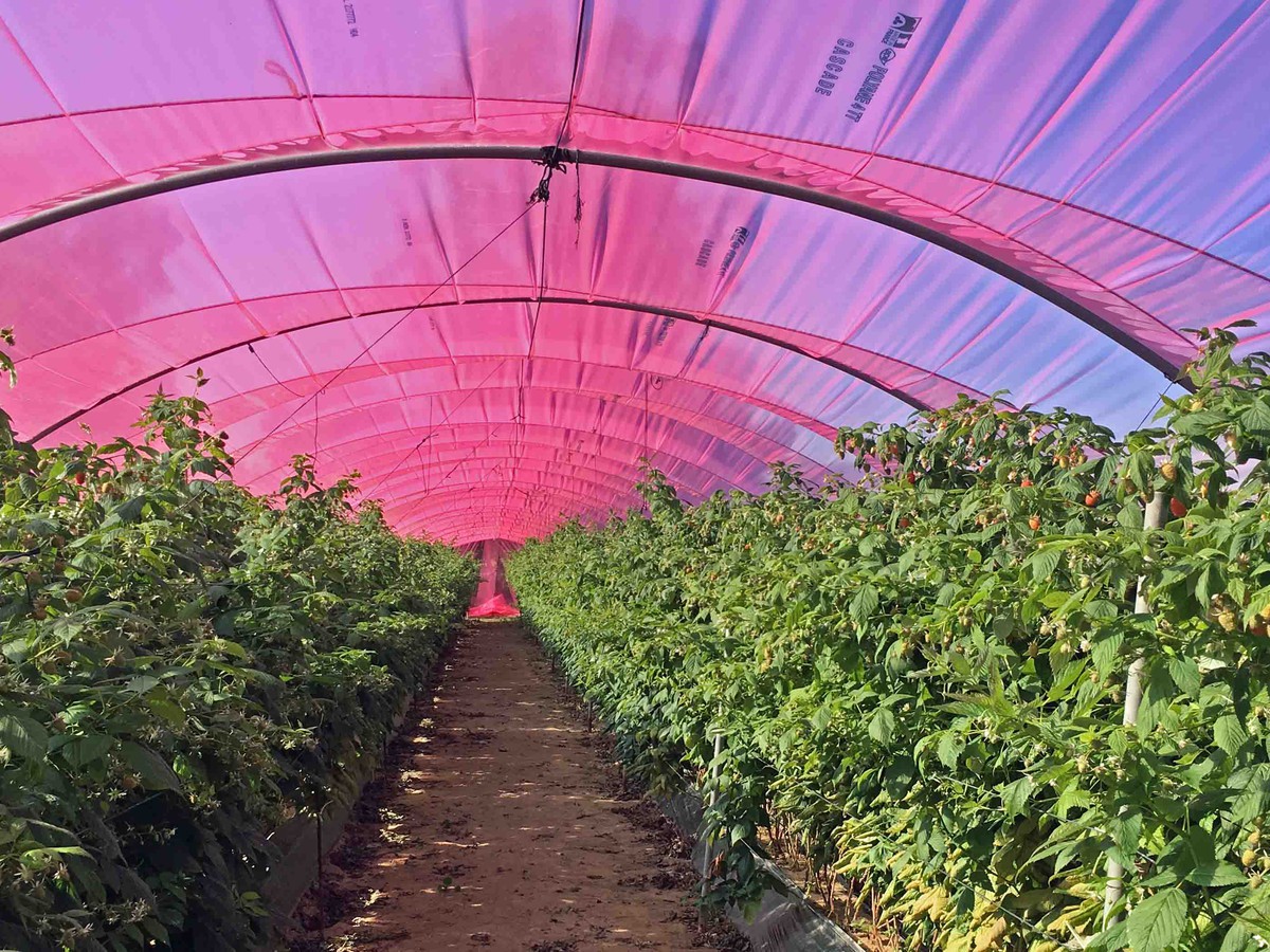 Cascade Lighting 2020 Raspberry Yield Gain In Huelva Cascade Light Technologies